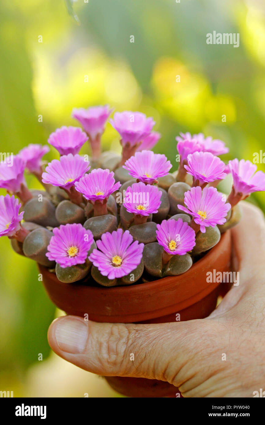 Stoneplant hi-res stock photography and images - Alamy