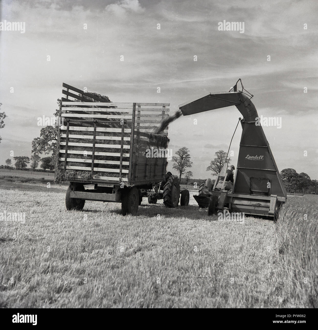 1950s, historical, farming, out in a field, corn grain from a ...