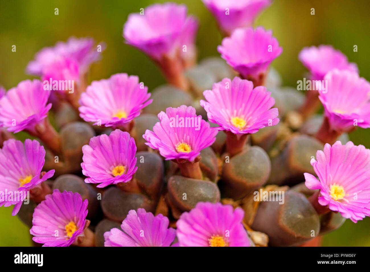 Conophytum praesectum. Stoneplant Stock Photo - Alamy