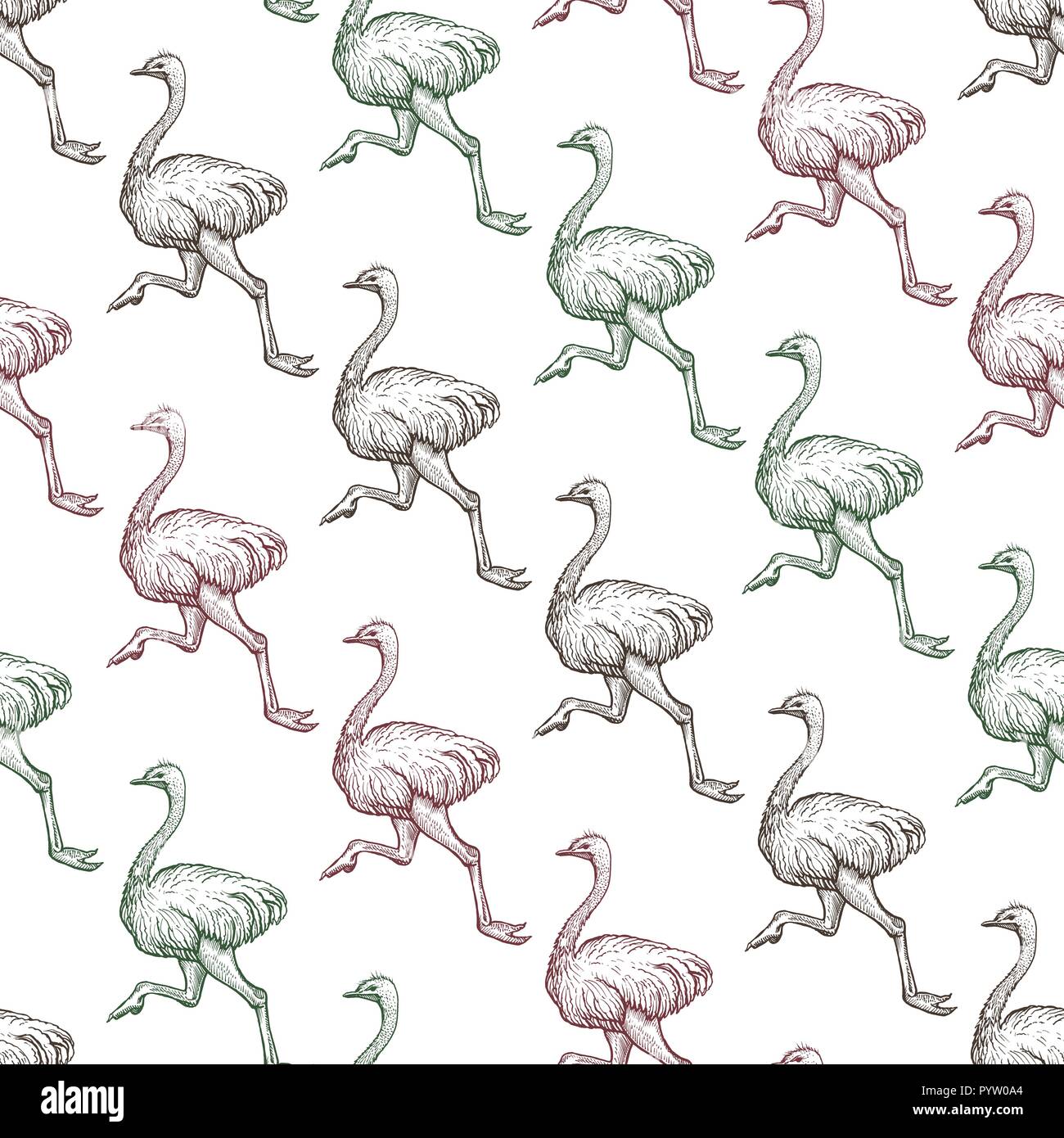 Farm ostrich gradient seamless pattern. Running emu bird hand drawn ...