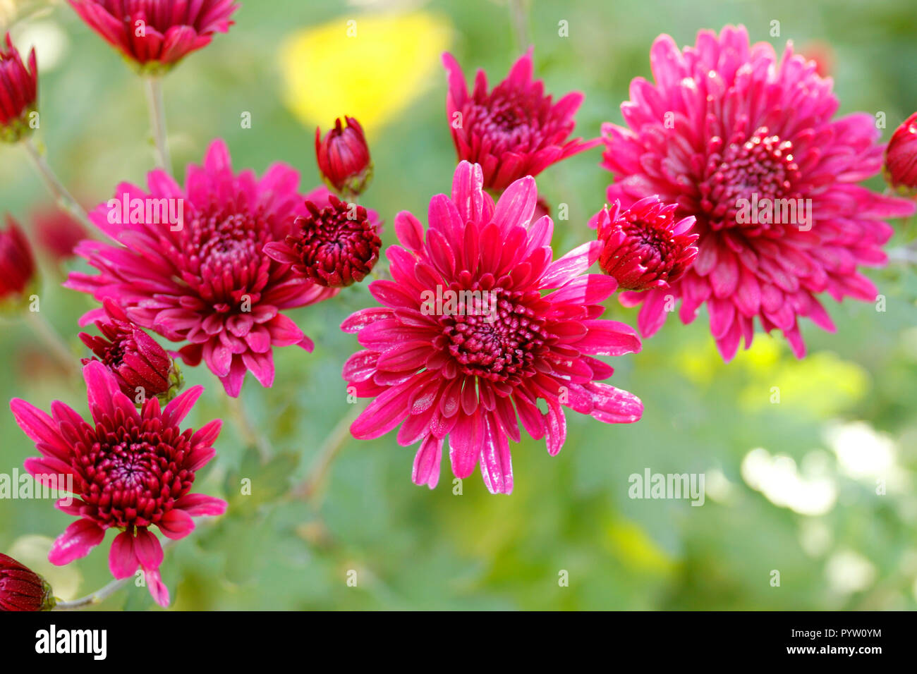 Chrysanthemum buds hi-res stock photography and images - Alamy