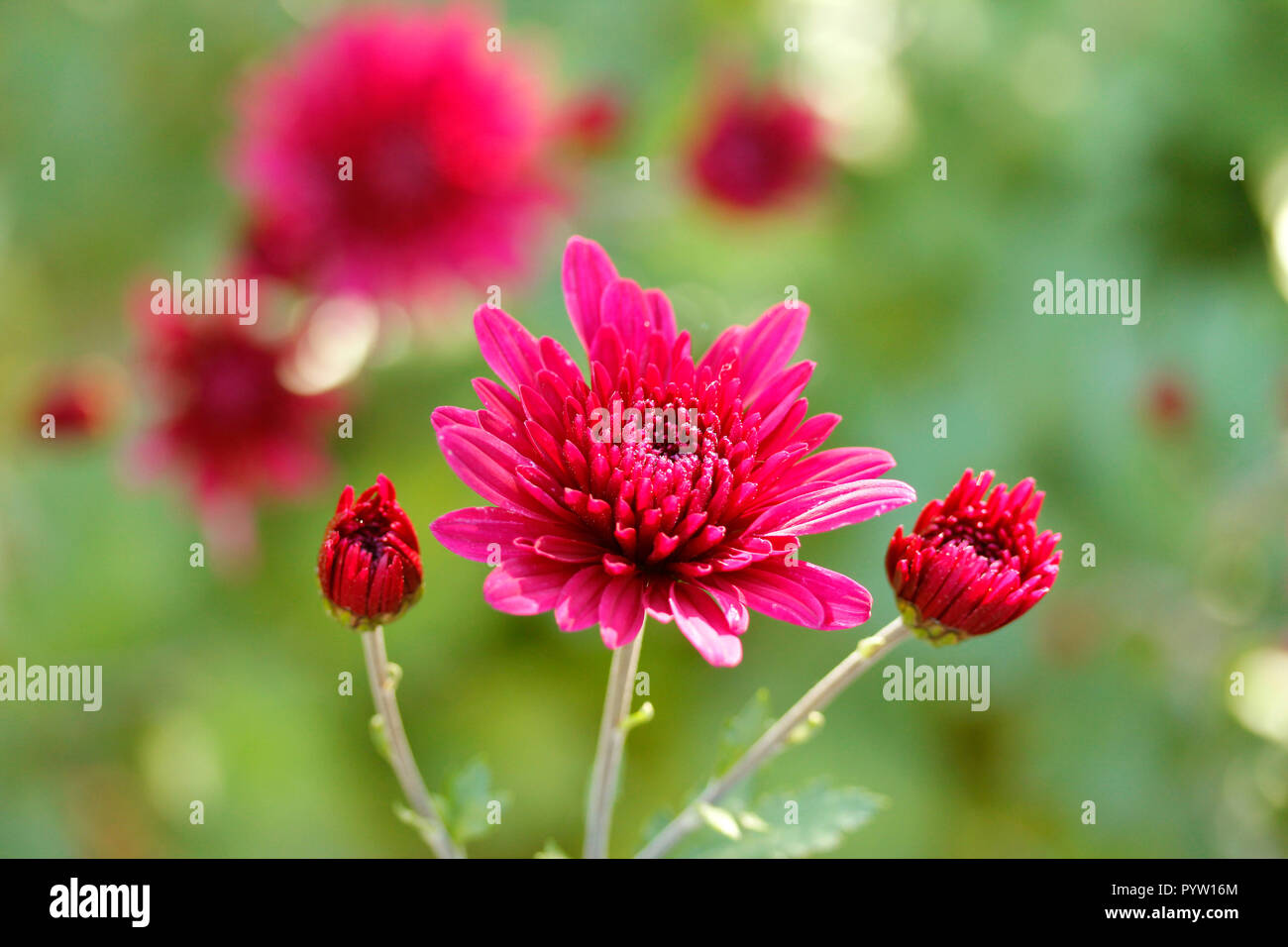 Chrysanthemum buds hi-res stock photography and images - Alamy