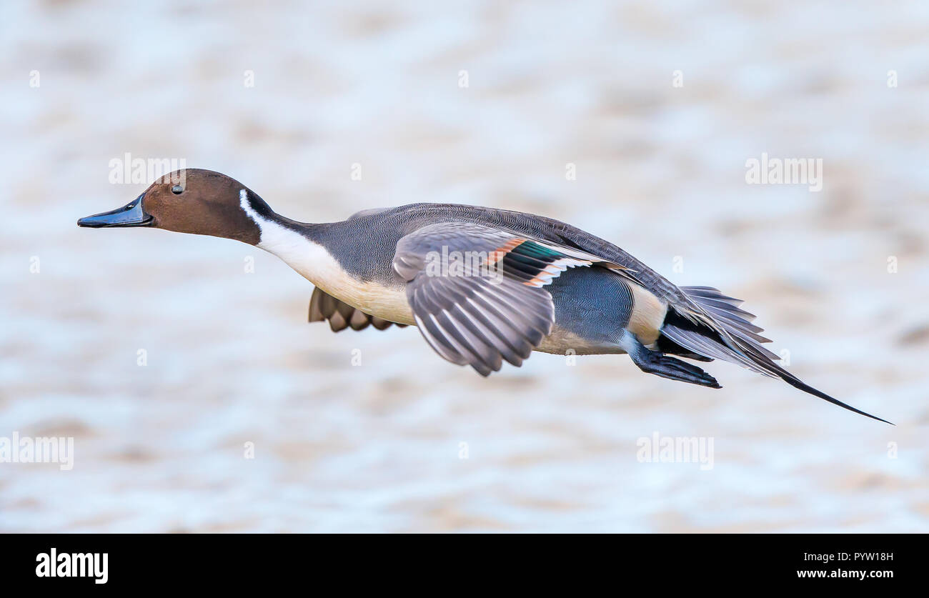 Side view close up of wild male northern pintail duck (Anas acuta UK) isolated in flight ...