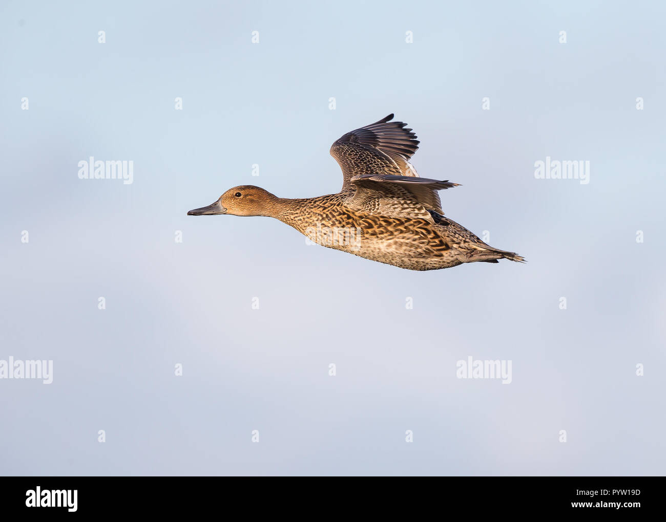 Side view close up, female UK northern pintail duck (Anas acuta) isolated in midair flight, left ...