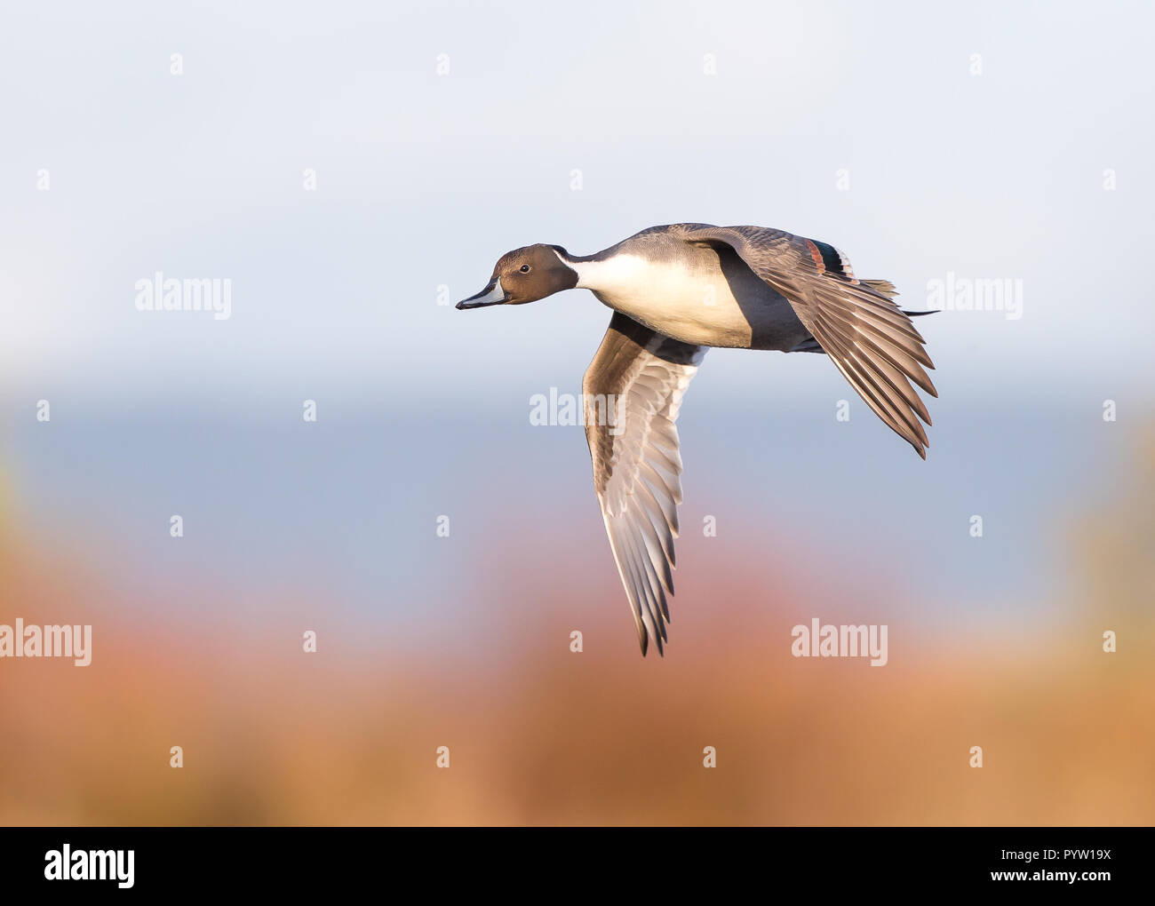 UK northern pintail drake (Anas acuta) isolated in midair flight flying left, wings spread down ...