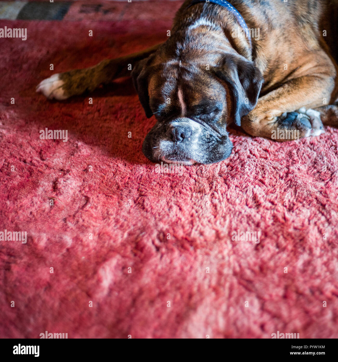 Boxer dog sleeping on red rug hi-res stock photography and images - Alamy