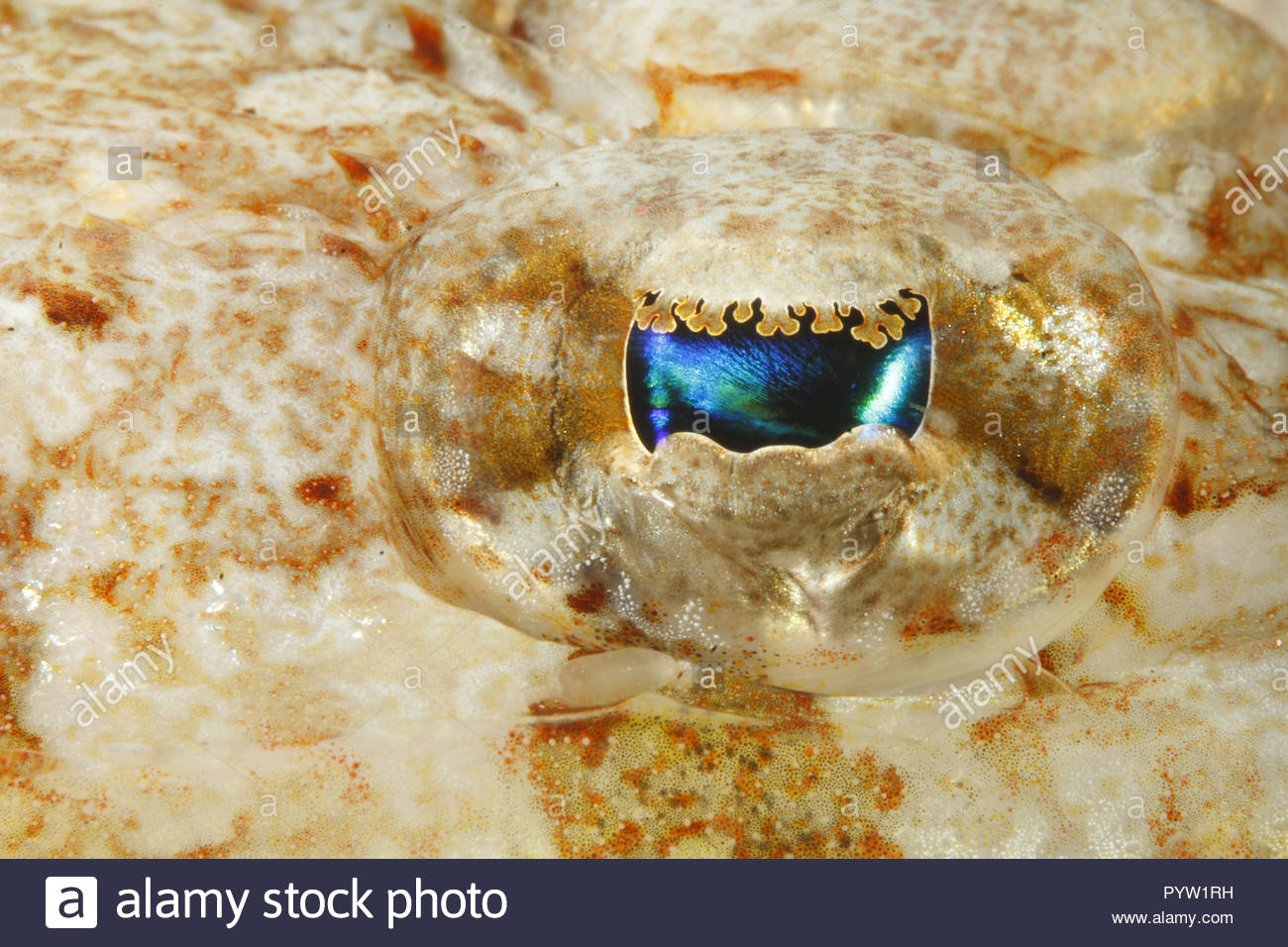 Flathead Fish Stock Photos & Flathead Fish Stock Images - Alamy