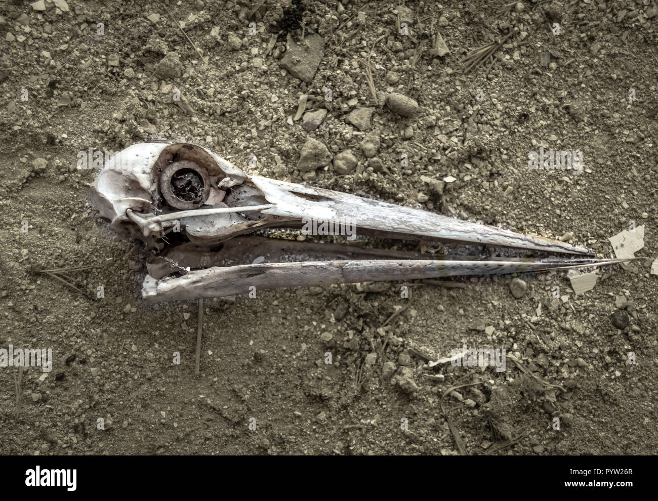 Study anthropology skeleton hi-res stock photography and images - Alamy