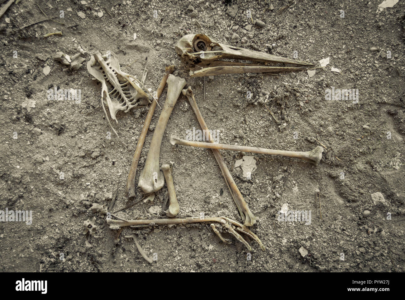 Complete skull or cranium of a stork with the beak and another bones ...