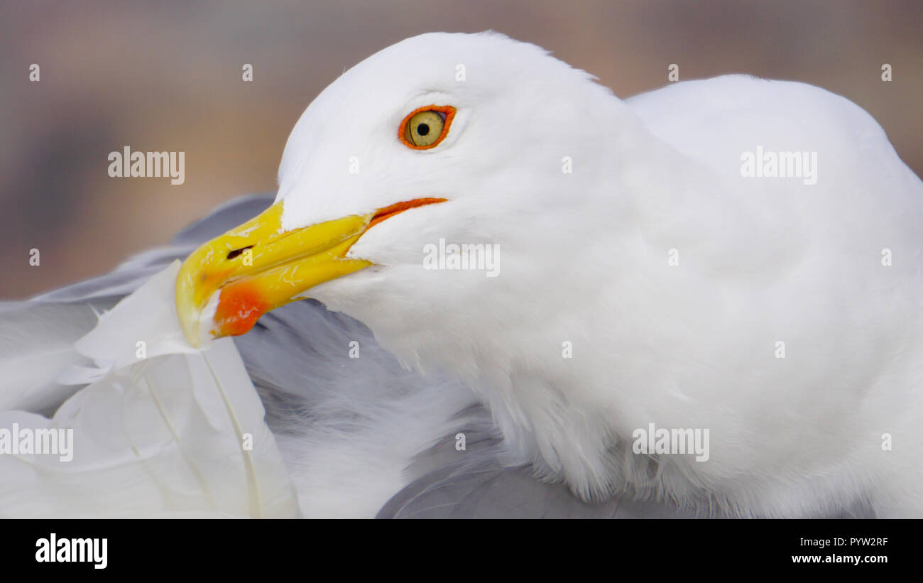 Head neck seagull hi-res stock photography and images - Alamy