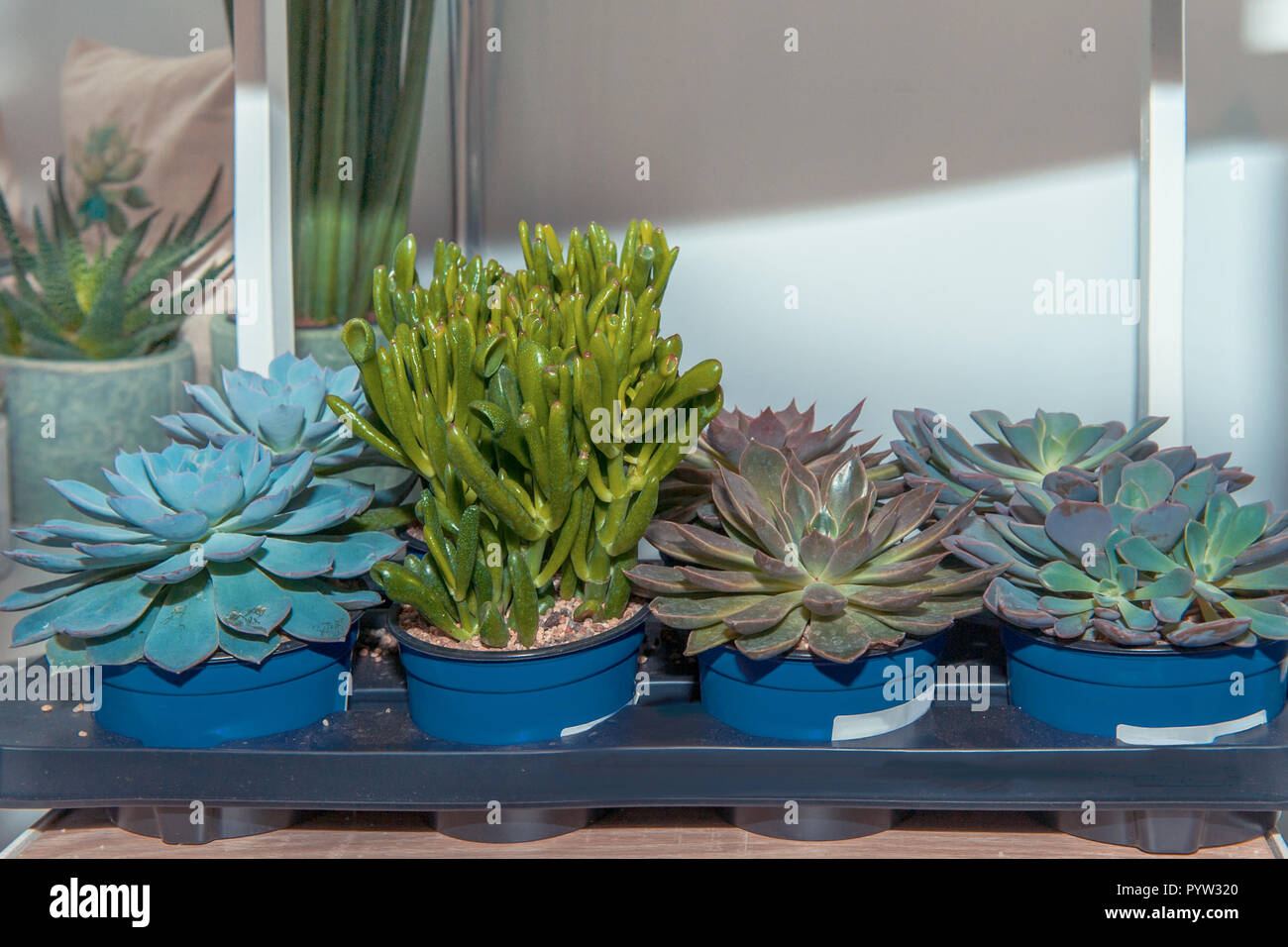 Diverse succulents hi-res stock photography and images - Alamy