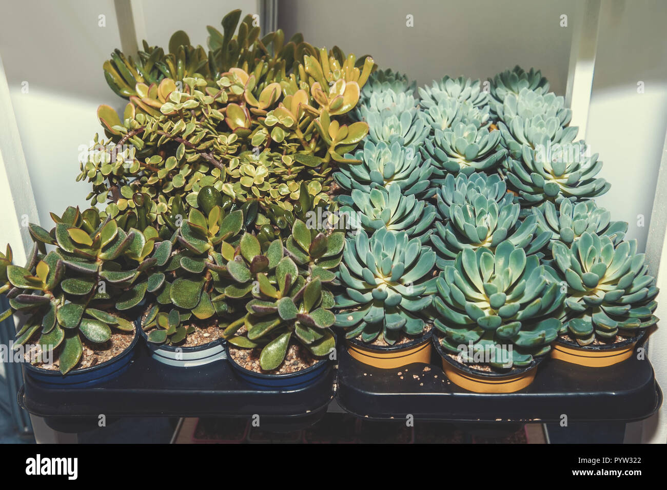 Fatty and other succulents in pots on racks in the storage room ...