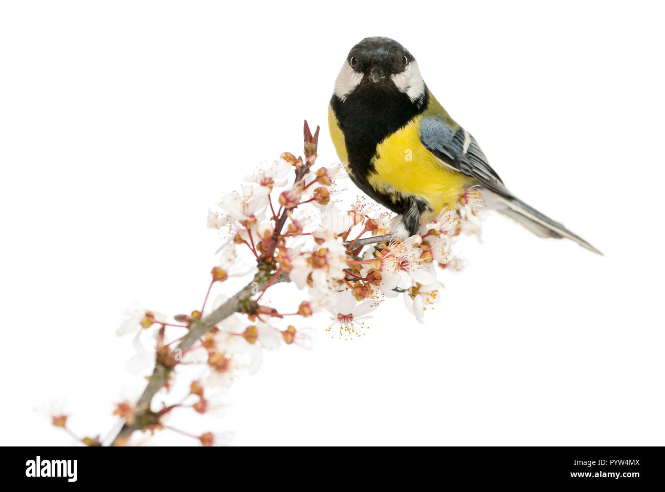 Male great tit perched on a flowering branch, Parus major, isolated on ...