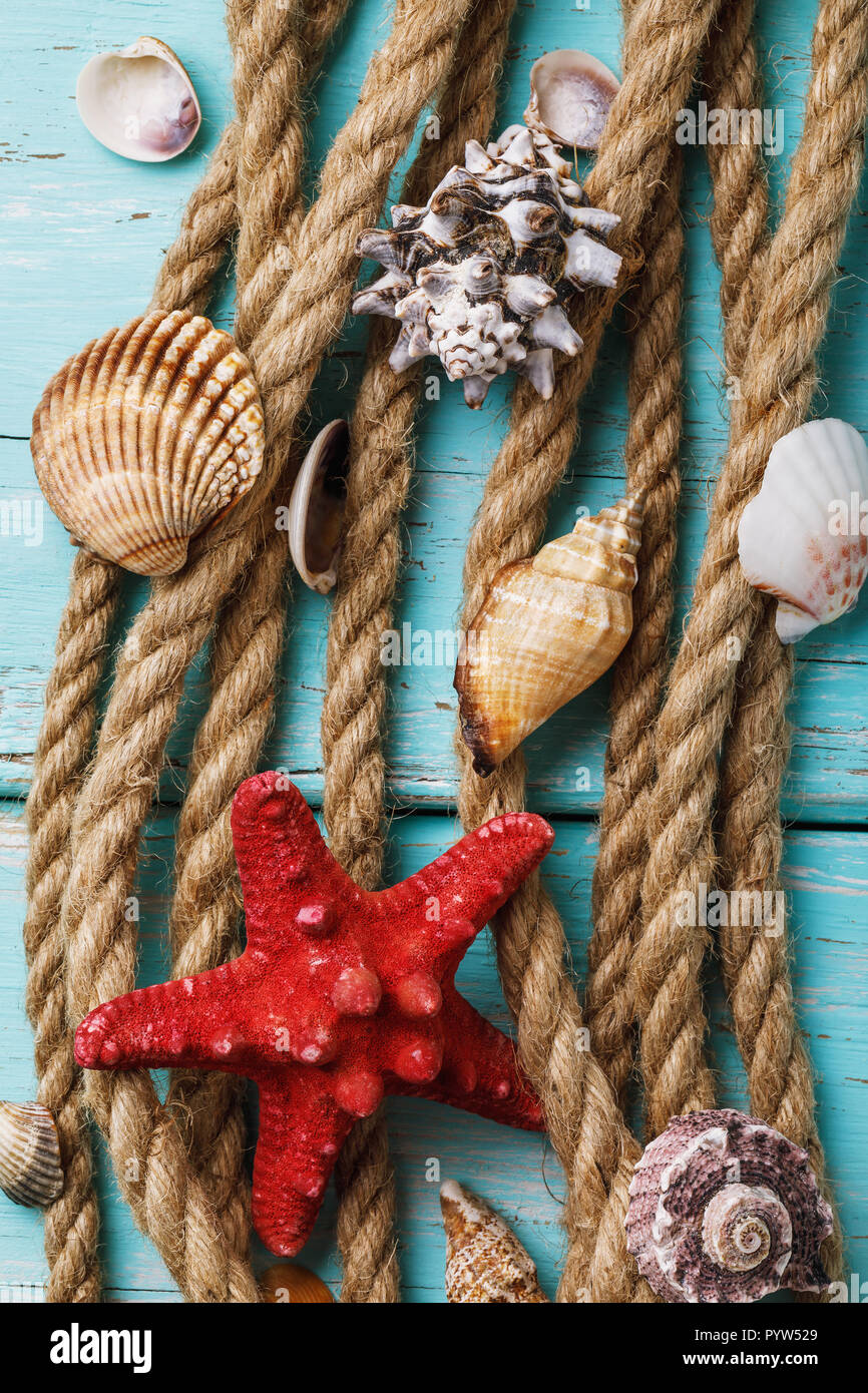 Rope and various sea shells on the background of an old wooden board ...