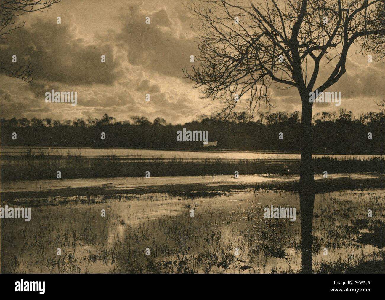 Rossore italy hi-res stock photography and images - Alamy