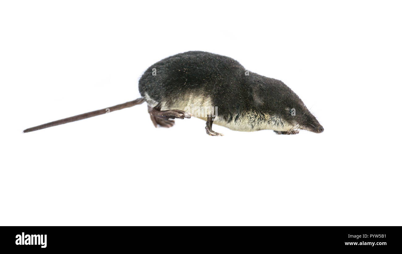 Eurasian water shrew (Neomys fodiens) walking and lookng on white ...