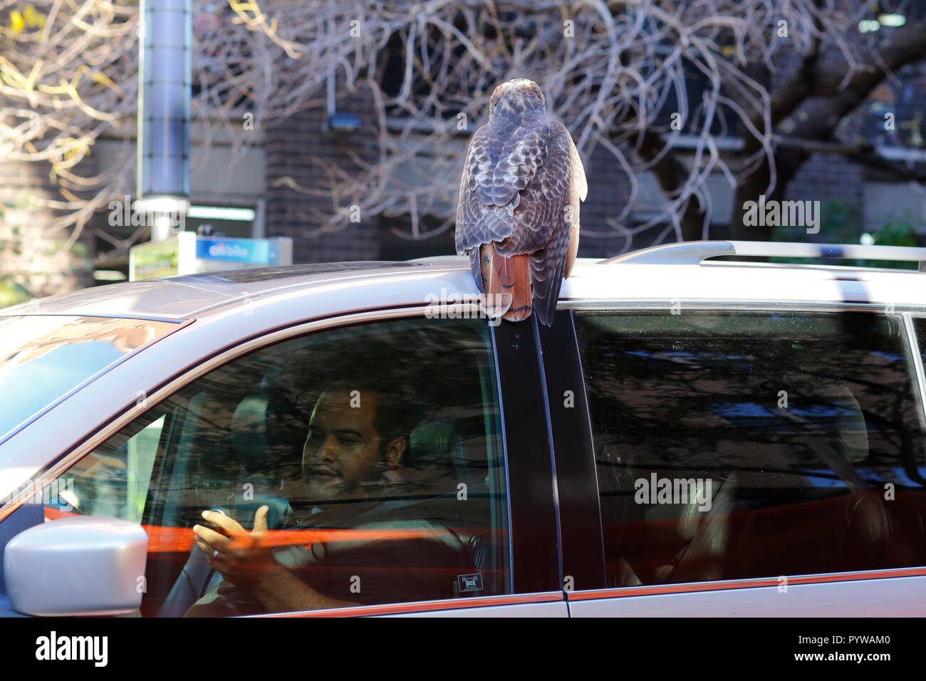 Raptor driver hi-res stock photography and images - Alamy