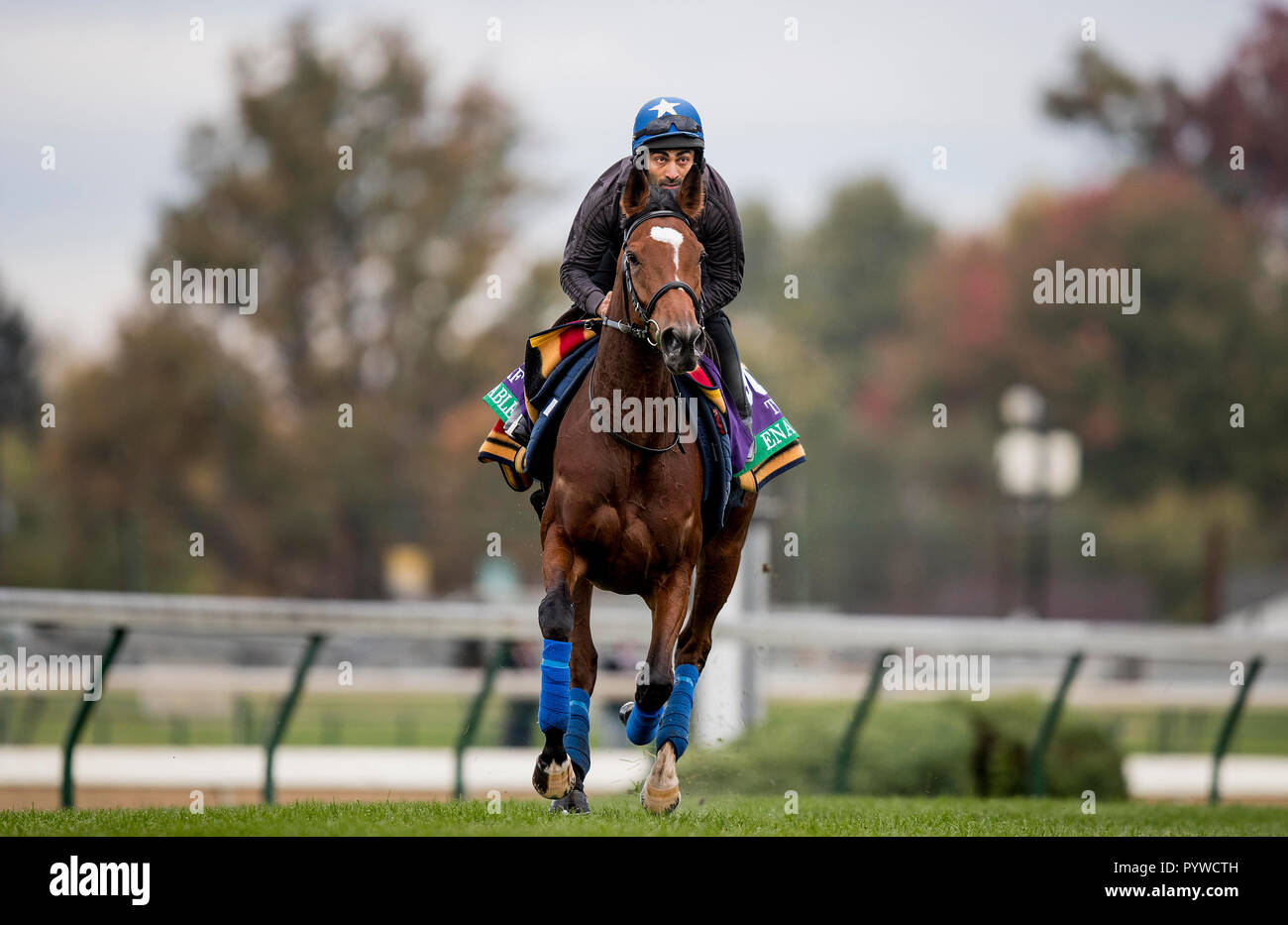 Enable horse hi-res stock photography and images - Alamy