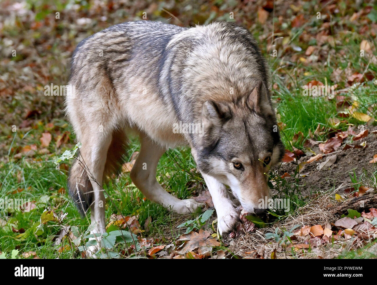 Springe, Germany. 30th Oct, 2018. A wolf bites into a piece of meat in ...
