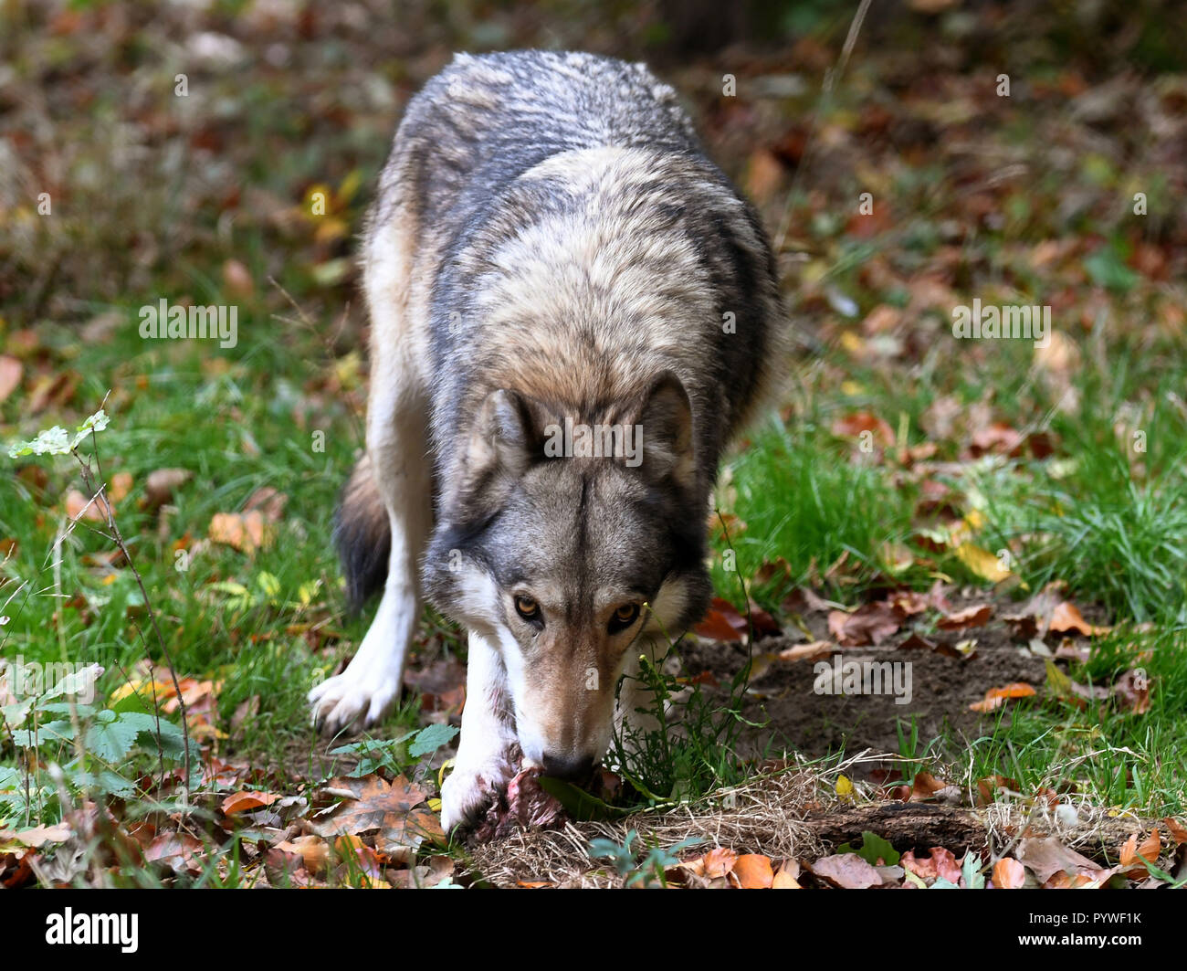 Springe, Germany. 30th Oct, 2018. A wolf bites into a piece of meat in ...