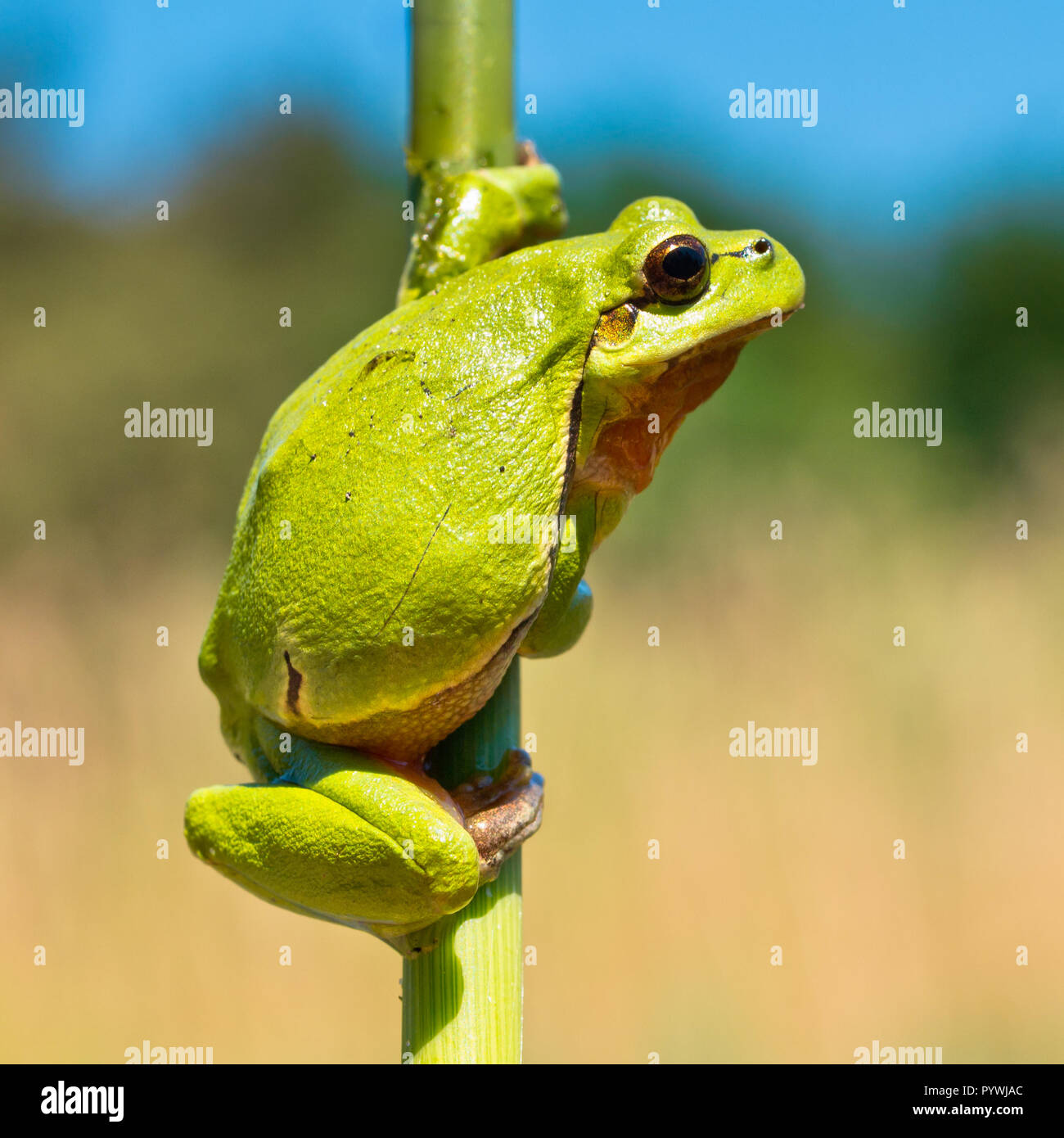 Frog habitat hi-res stock photography and images - Alamy