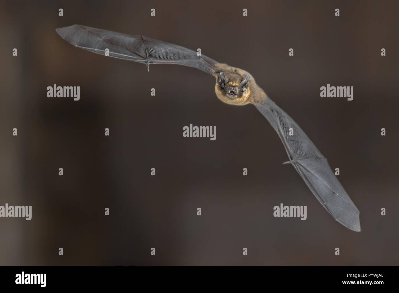 Common bat hi-res stock photography and images - Alamy