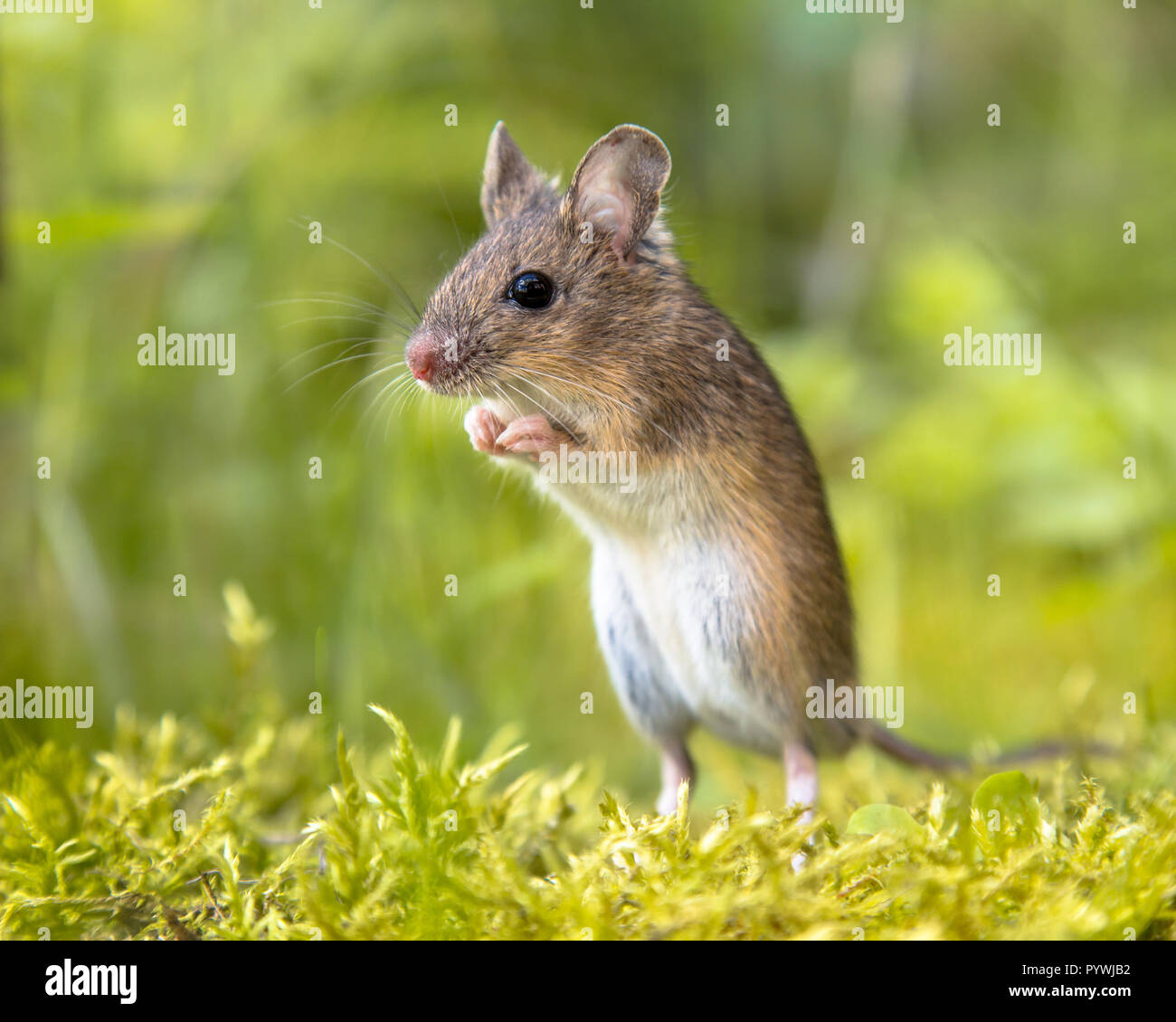 Wood mouse standing straight erect (Apodemus sylvaticus) in green moss ...