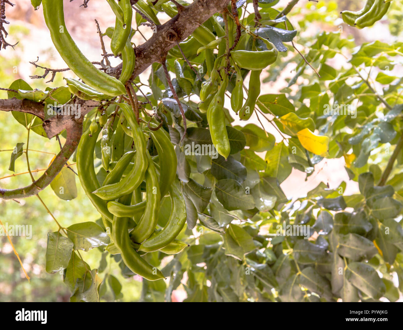 Carob tree ceratonia siliqua hi-res stock photography and images - Alamy