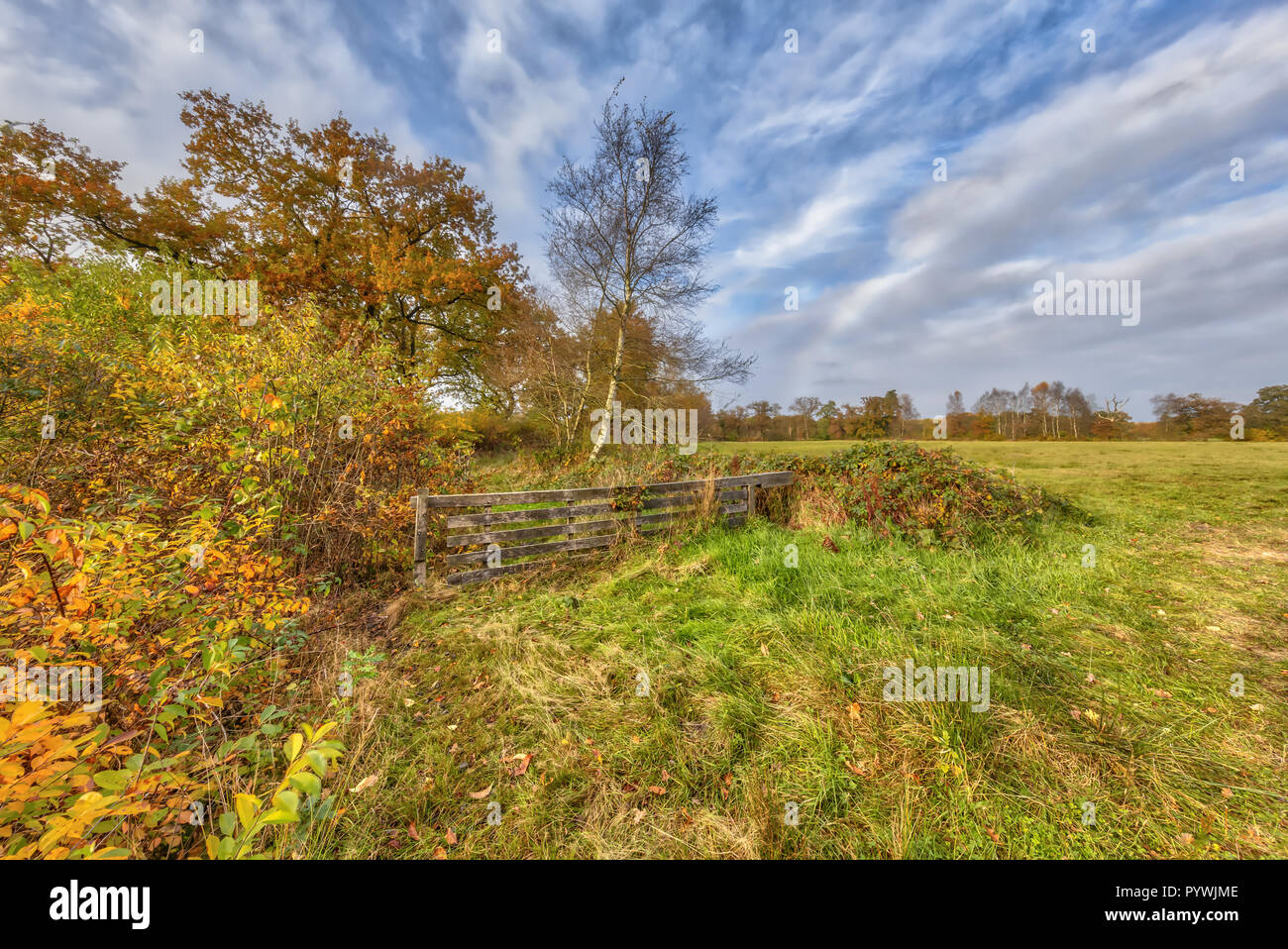 Autumn landscape with yellow leaves in trees in Drenthe, Netherlands ...