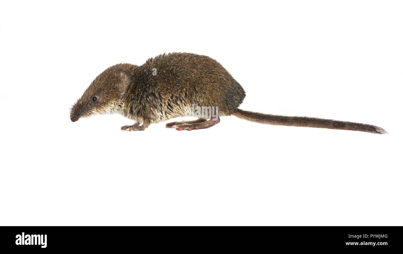 Pygmy shrew hi-res stock photography and images - Alamy