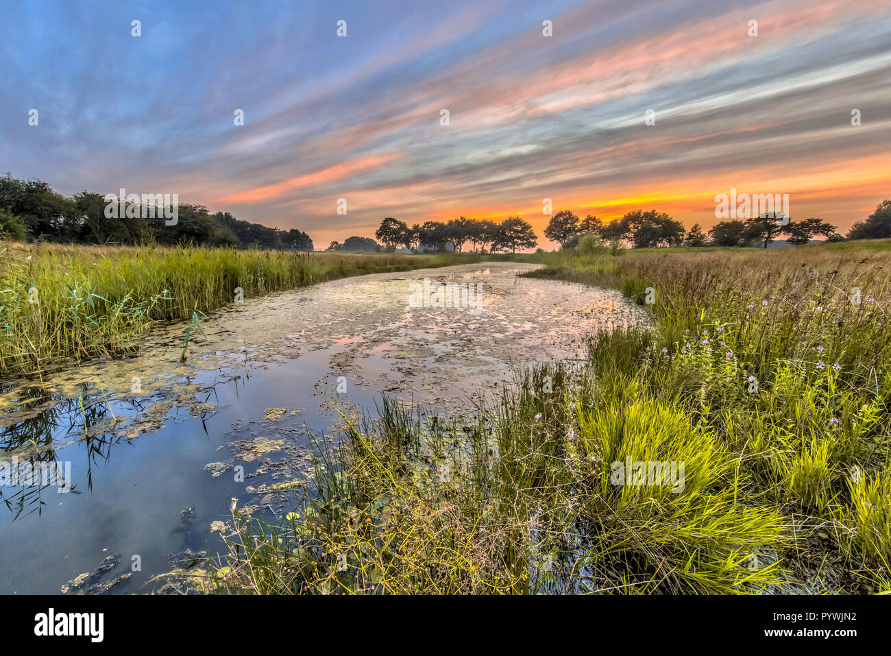 Natural river arm with swamp vegetation in marshland, typical dragonfly ...