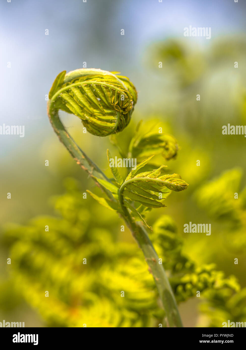 Fern Frond. Unfurling new Fern leaf with bright background in vivid ...