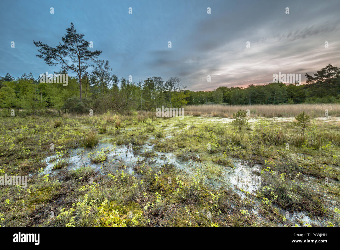 Moor fen on Ontwijk estate nature reserve in Friesland, the Netherlands ...