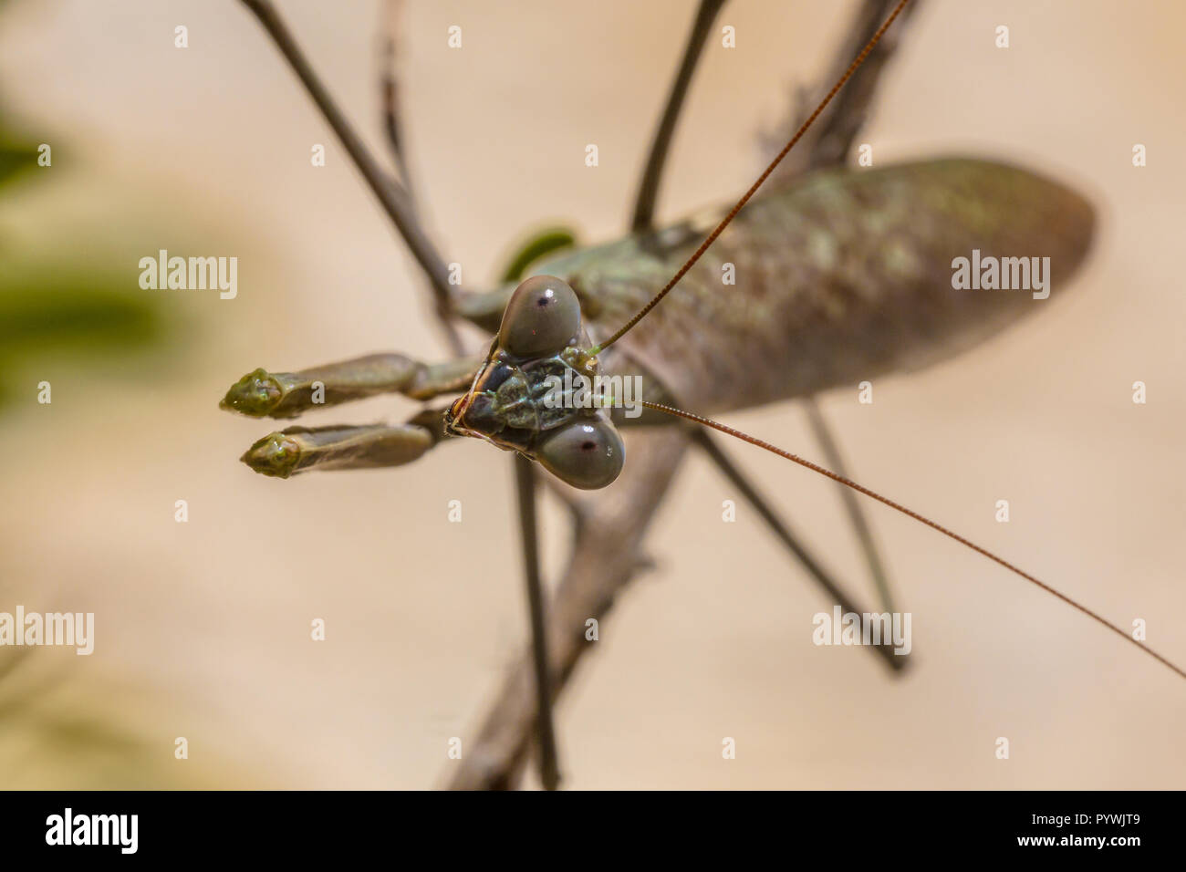 Head of European praying mantis (Mantis religiosa) is one of the most ...