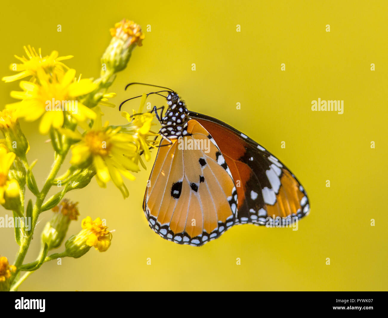 Plain tiger or African monarch butterfly (Danaus chrysippus) drinking ...