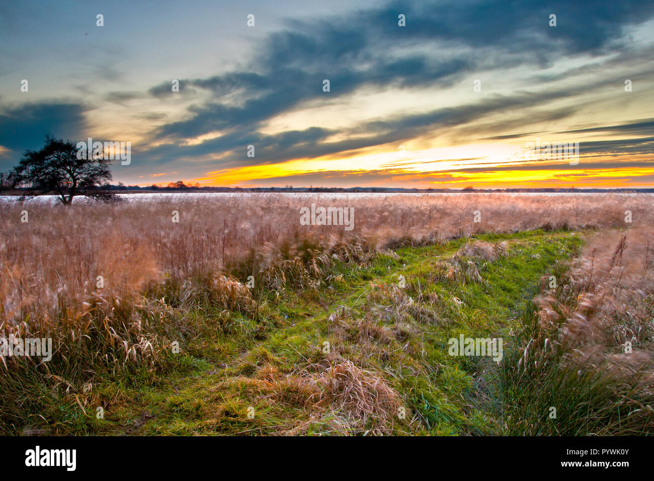 Long exposure image of Spiritual Trail through reed Field on Lakeside ...