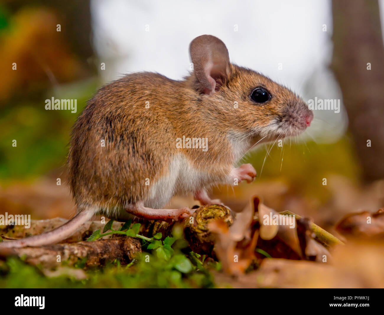 Yellow necked mouse hi-res stock photography and images - Alamy