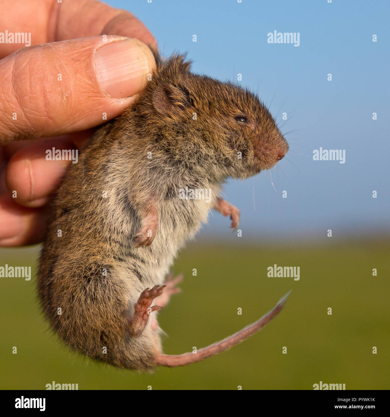 Field vole (Microtus agrestis) kept in hand by researcher during survey ...