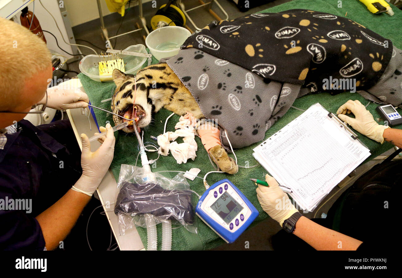 Aston, a thirteen year old male Clouded Leopard is treated by expert ...
