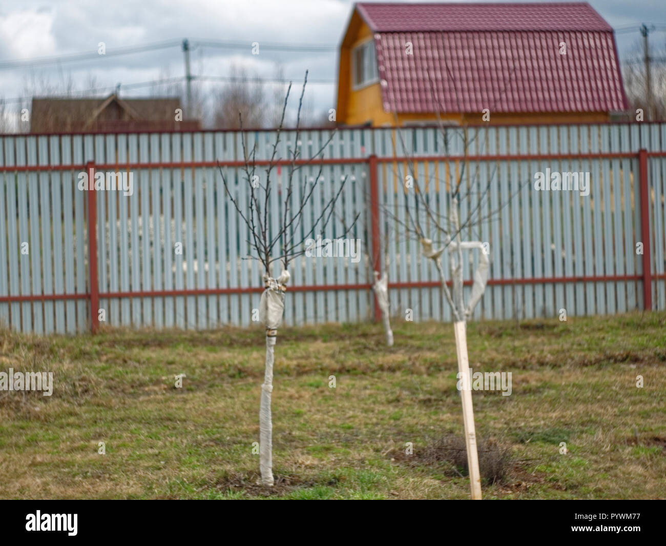 Apple tree without leaves hi-res stock photography and images - Alamy