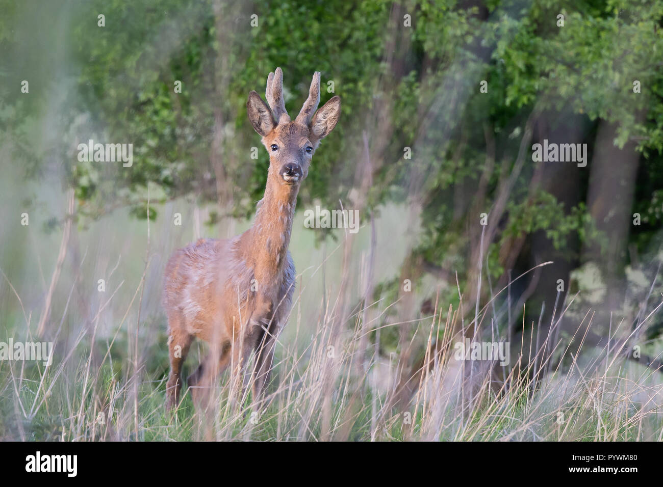 Native animal uk hi-res stock photography and images - Alamy