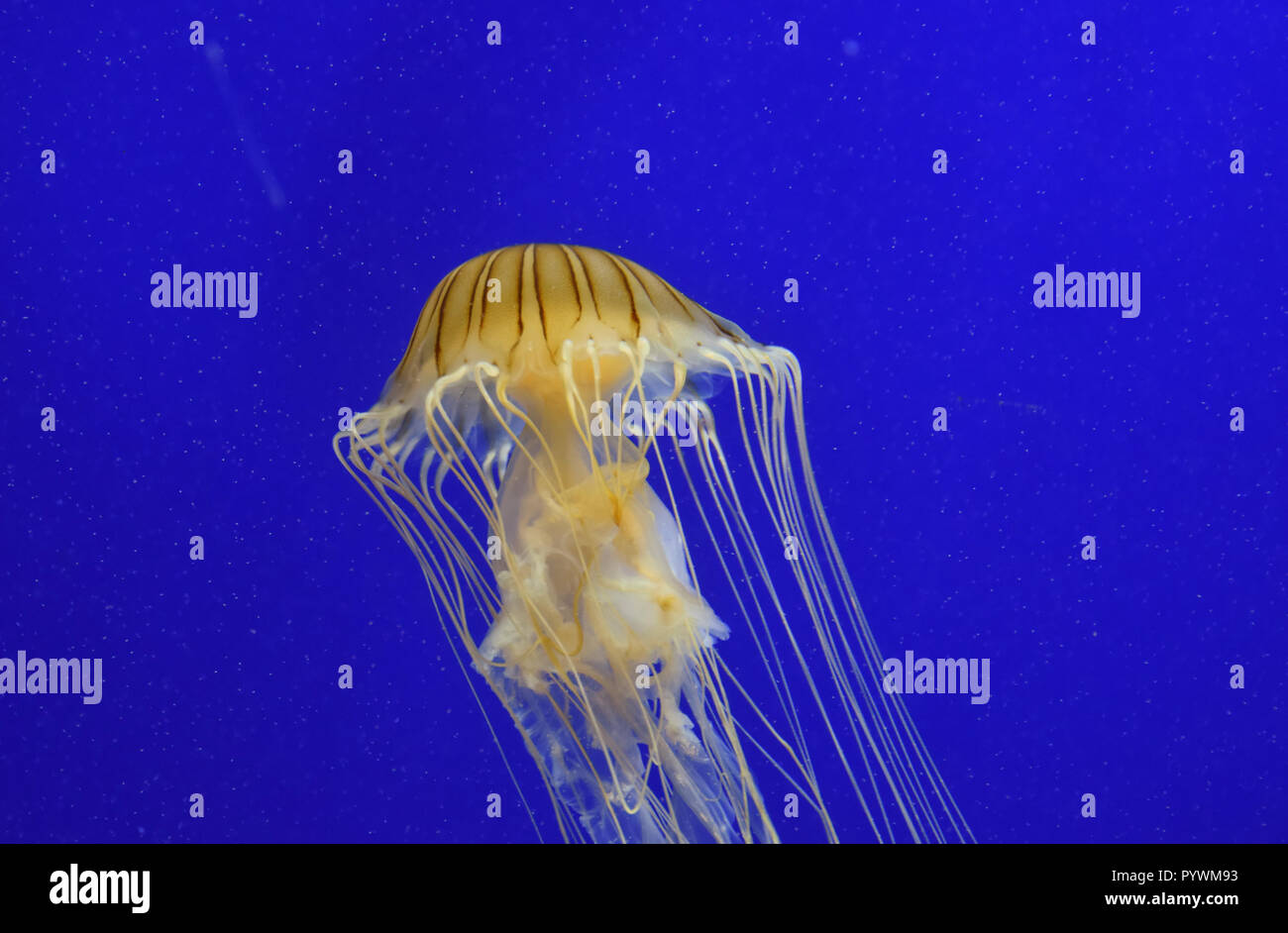 Pacific sea nettle closeup view in natural environment (Chrysaora ...