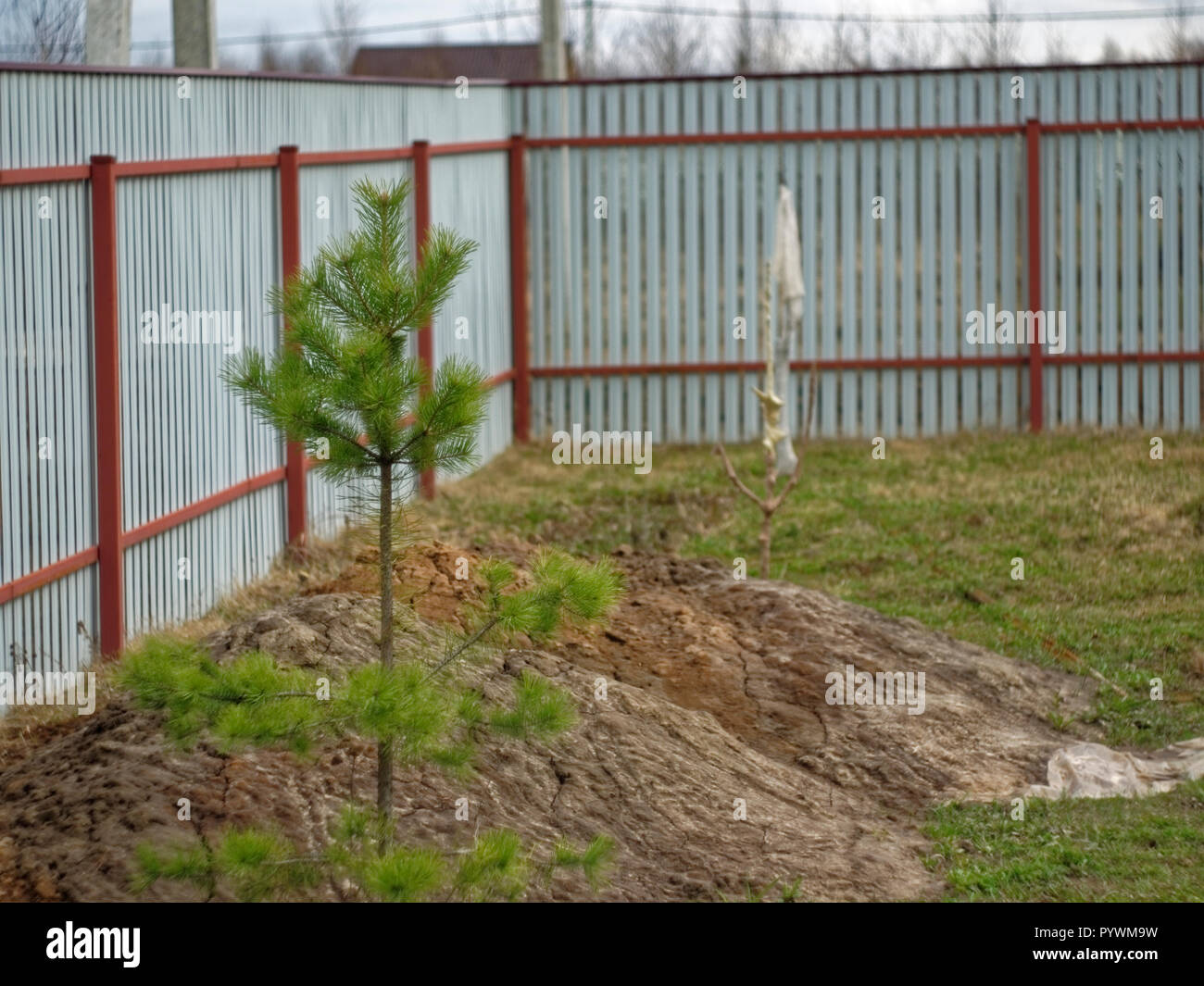 young tree growing in the suburban area, Russia Stock Photo - Alamy