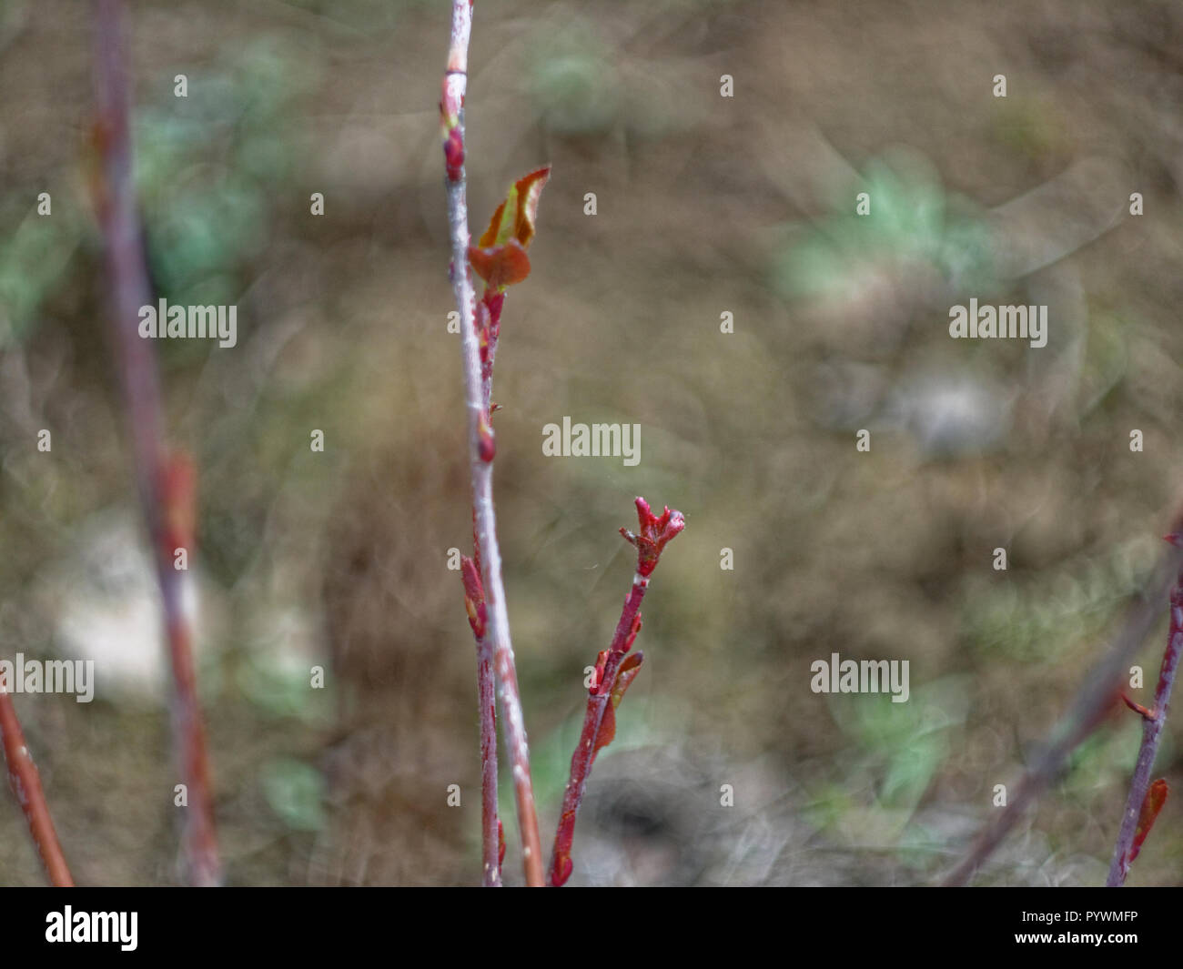 branches without leaves of young Apple tree in spring, Russia Stock ...
