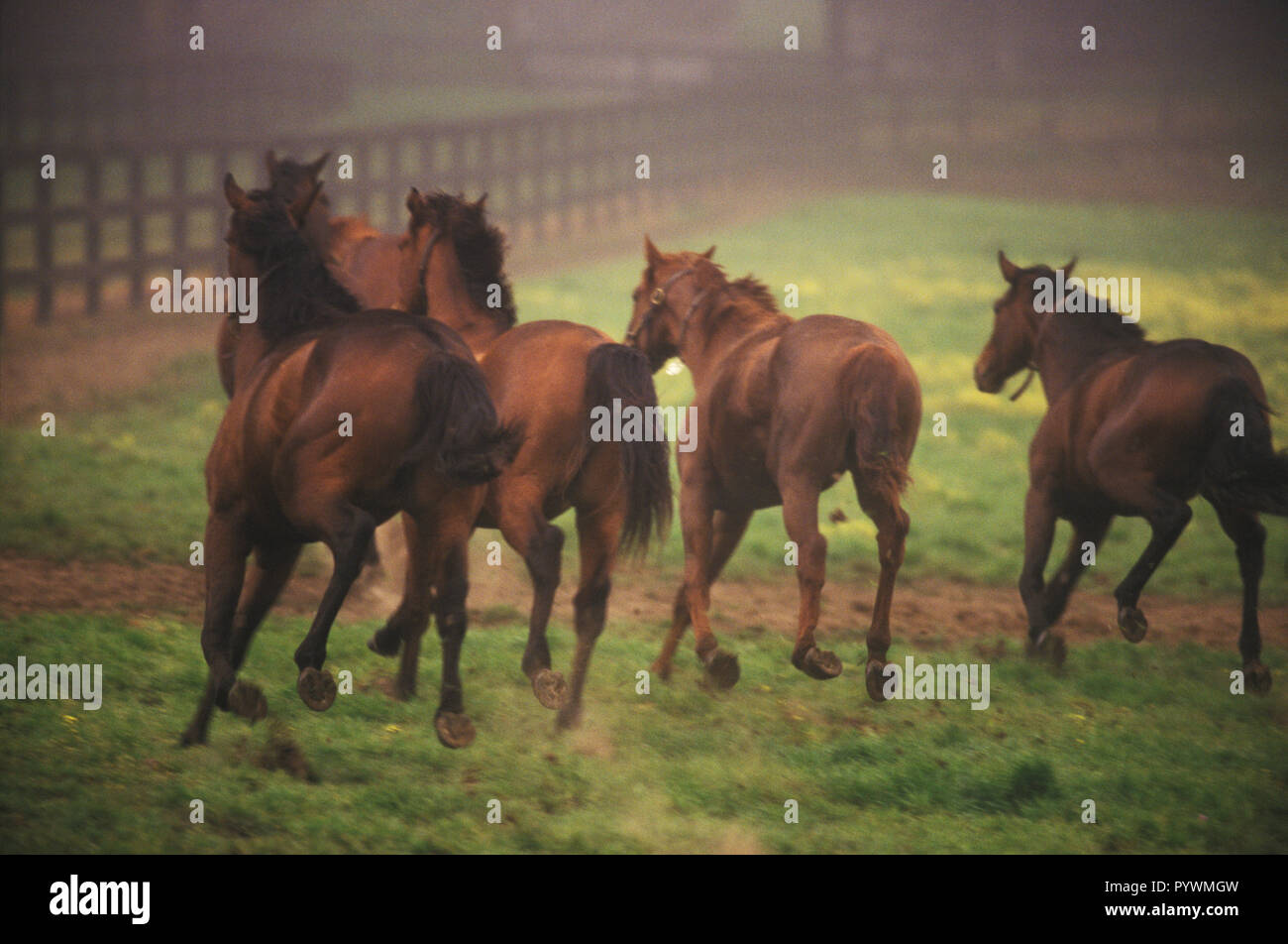 View of horses running inside a pen Stock Photo - Alamy