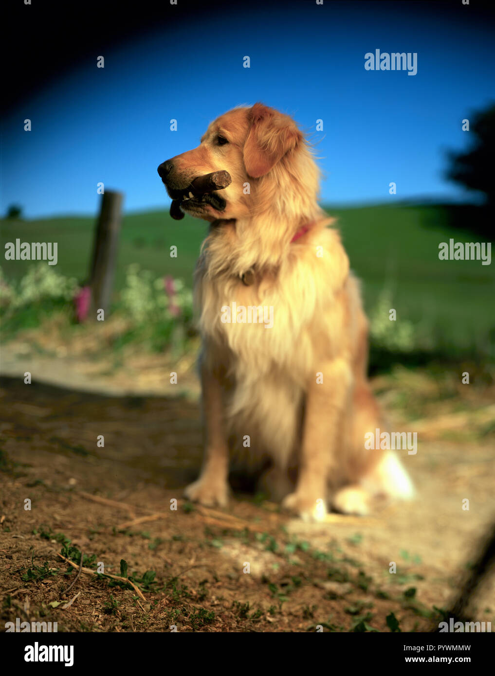 Side view of a dog hi-res stock photography and images - Alamy