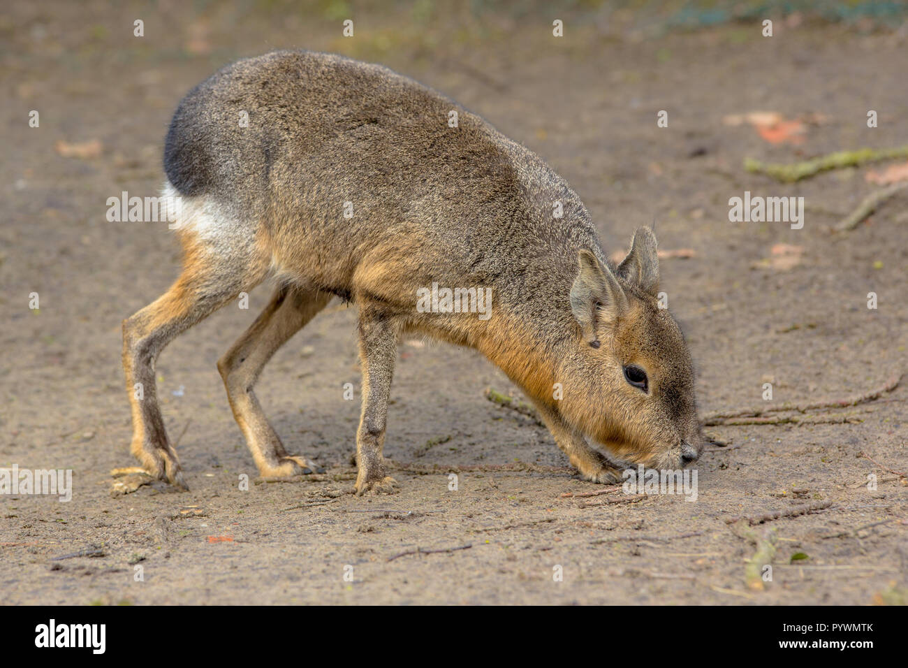 Patagonian mara (Dolichotis patagonum) is a large somewhat rabbit-like ...