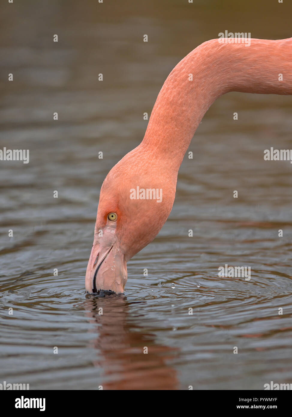 Flamingo feeding turkey hi-res stock photography and images - Alamy