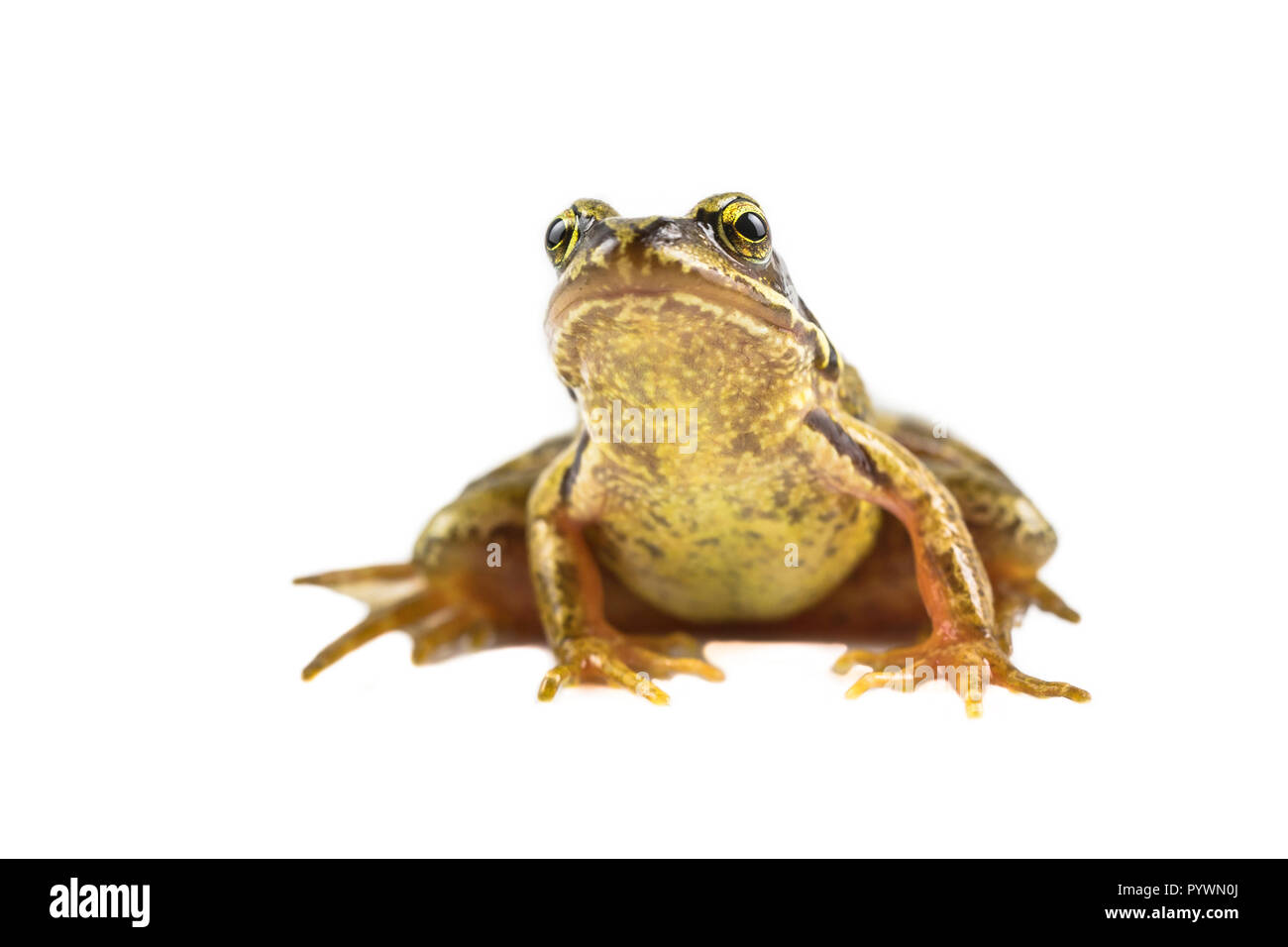 Common Brown frog (rana temporaria) looking up and in the camera on ...