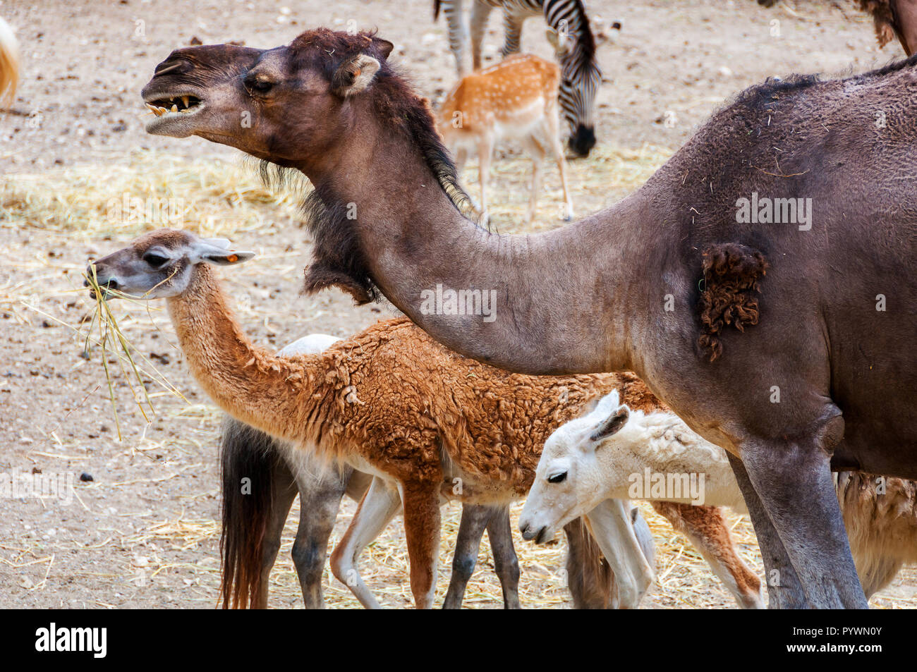 Close view of Camel and Lama in Safari Park in Costa Blanca, Spain ...